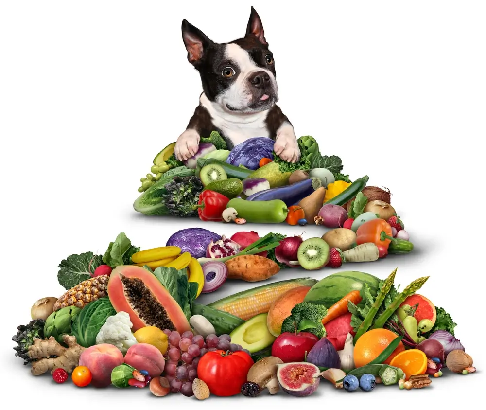Best Food for Dog's Gut Health - Bonza