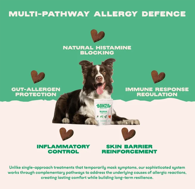 Block - Bioactive Bites - Bonza