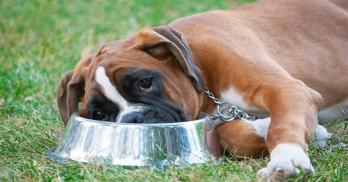 Food Intolerance in Dogs: Symptoms, Causes & Best Treatment - Bonza