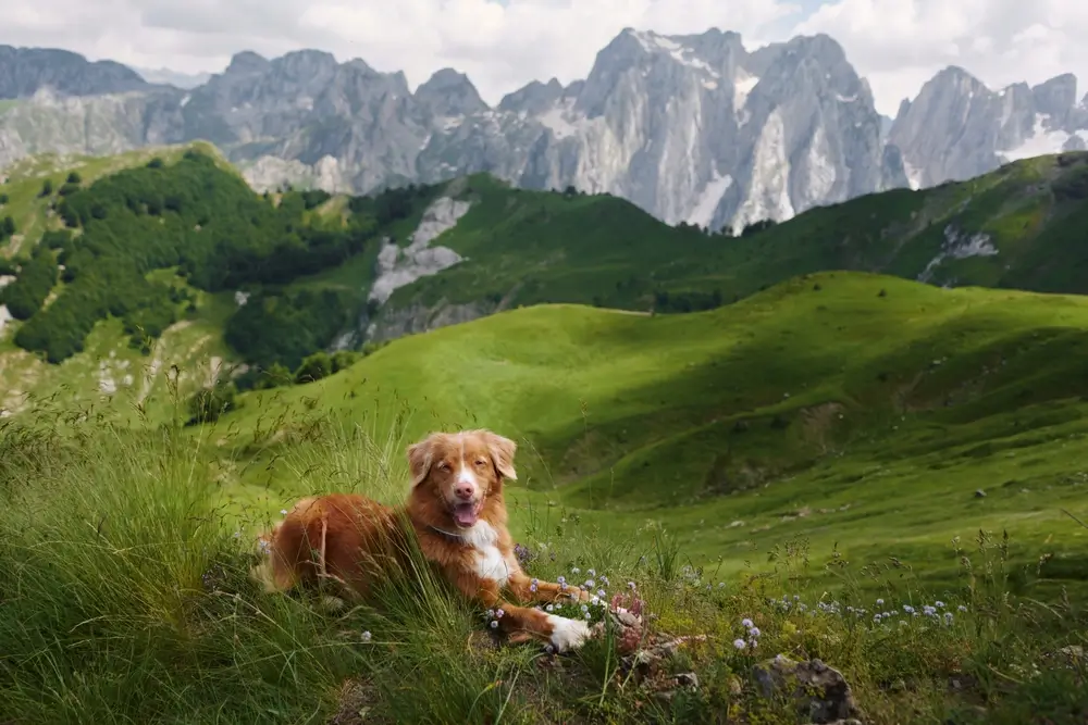 How a Plant-Based Diet for Dogs Drastically Cuts Environmental Impact ...
