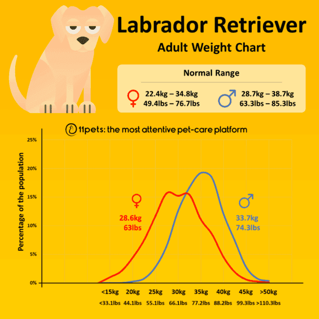 Labrador Retriever - A Comprehensive Guide for a Favourite Dog Breed ...