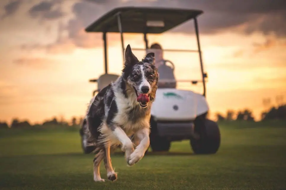 Spielende Routinen für einen geistig und körperlich fitteren Hund - Bonza